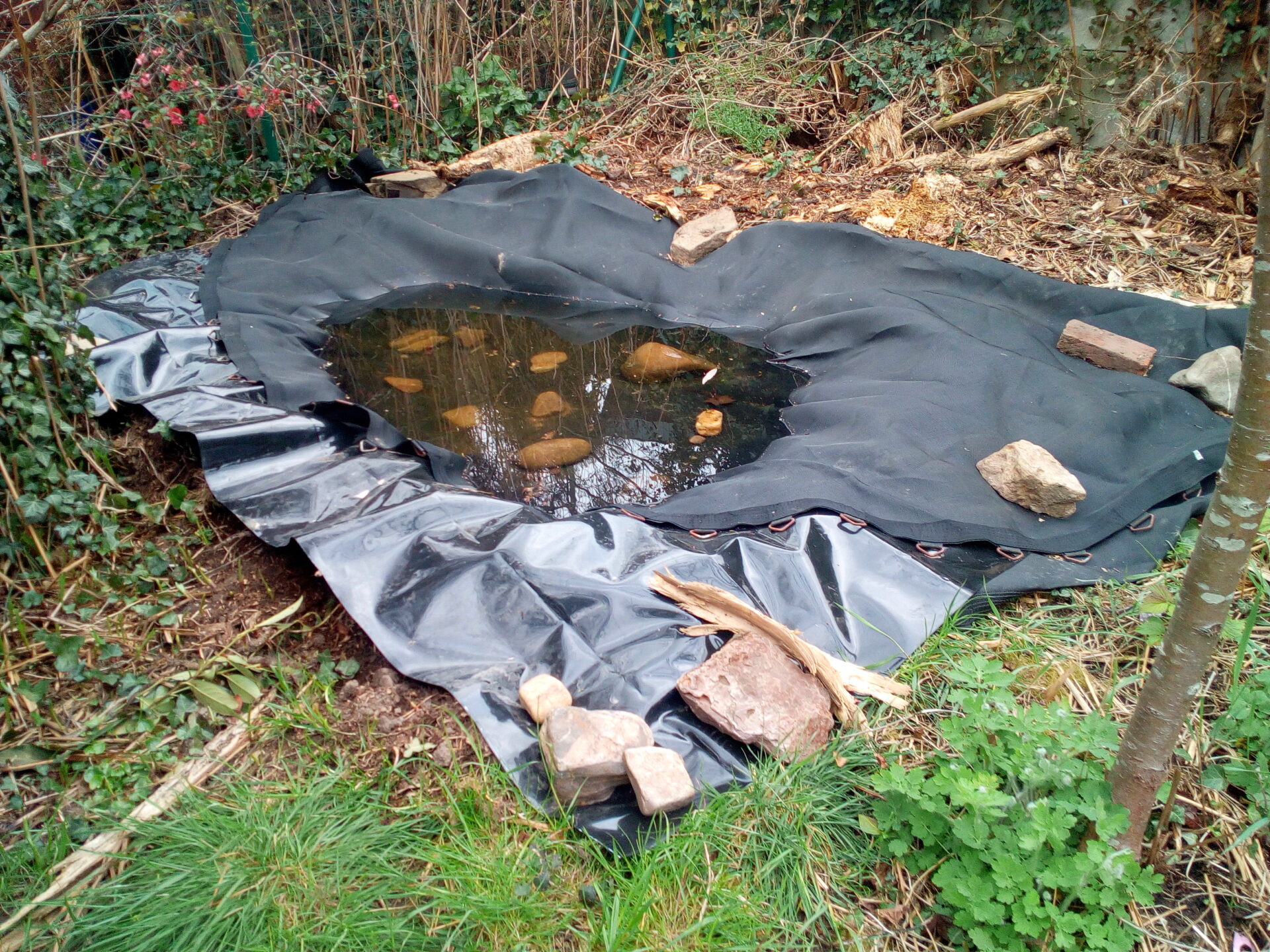 Créer une mare naturelle - Naturophile